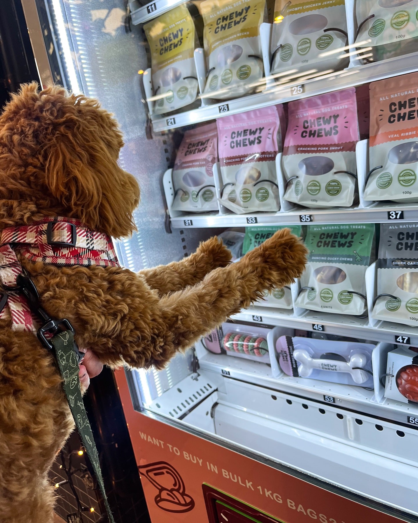Protected: Chewy Chews Dog Treat Specialty Vending